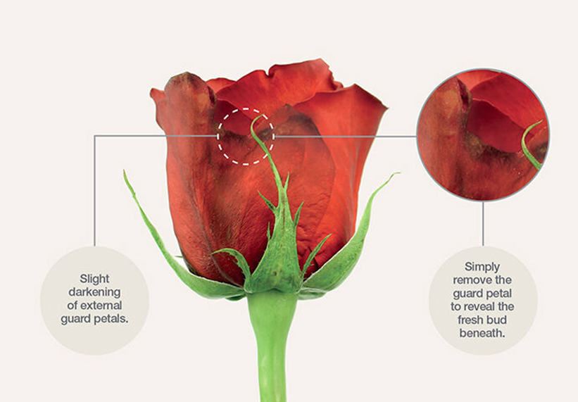 What does a petal do store